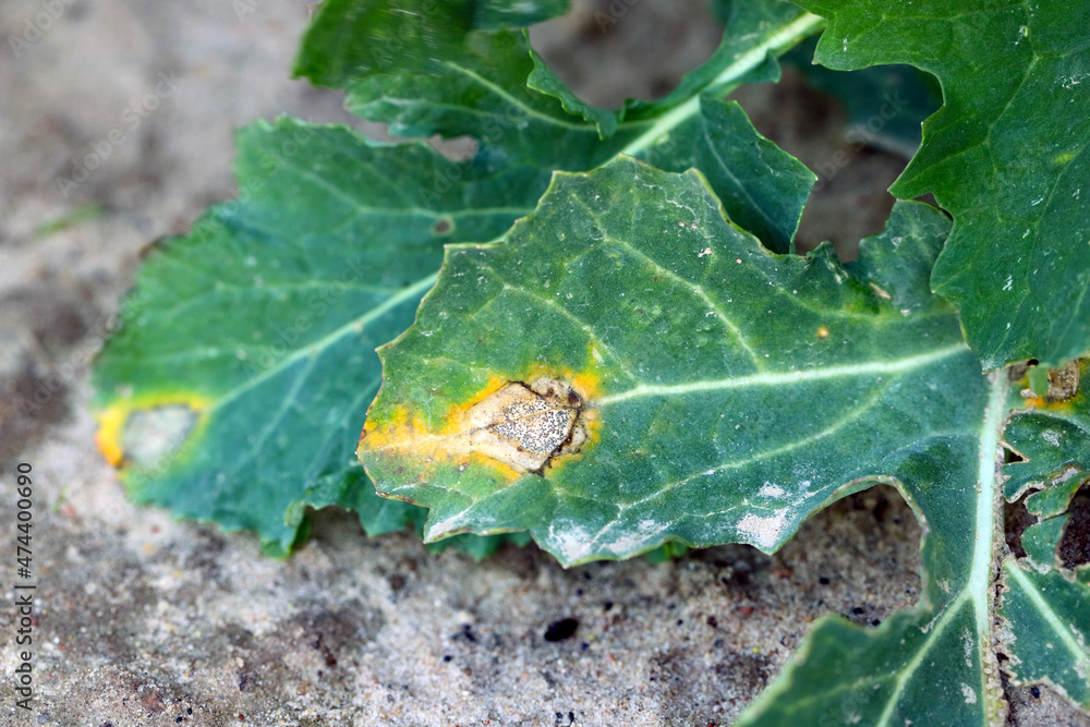 Leaf disease symptoms caused by Leptosphaeria maculans (anamorph Phoma ...