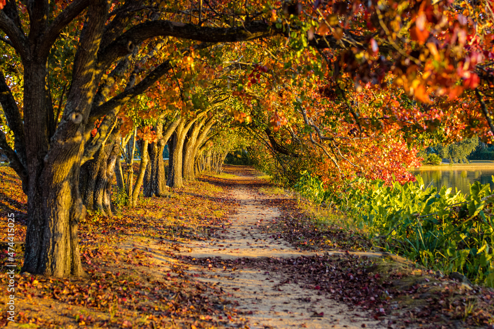 Tree covered path, Canopy trail, tree covered trail Stock Photo | Adobe ...