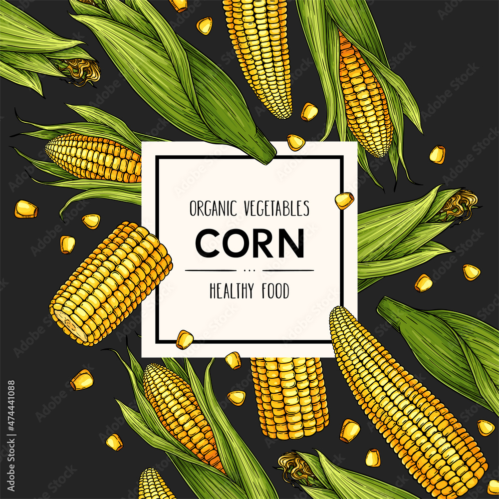 Vector hand drawn background with corn. Legumes plant drawing with ripe ...