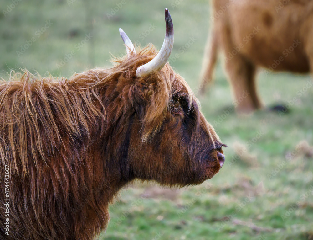 close up head and shoulder profile of a red scottish highland cow (Bò ...