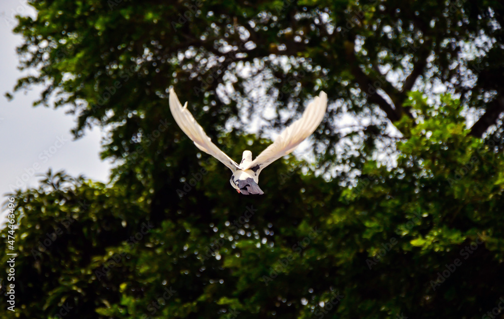 Landscape of a homing pigeon or wild rock dove flying against green ...
