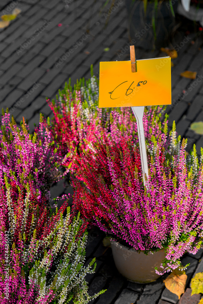 Calluna vulgaris flowers in various colors in a pot Stock Photo | Adobe ...