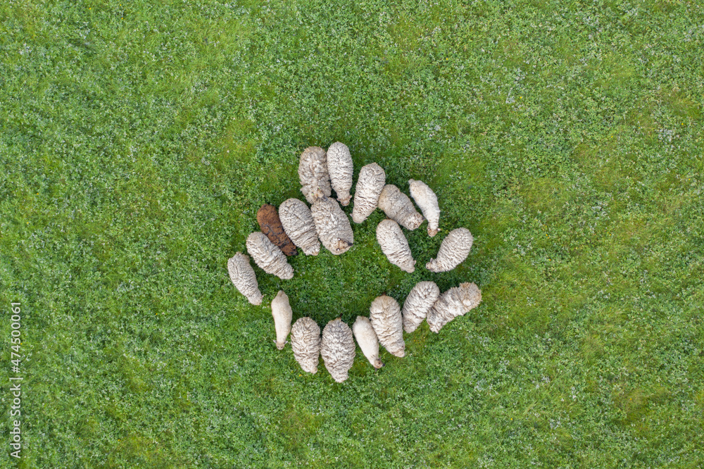 Aerial top down view of sheep herd feeding on grass in green field ...