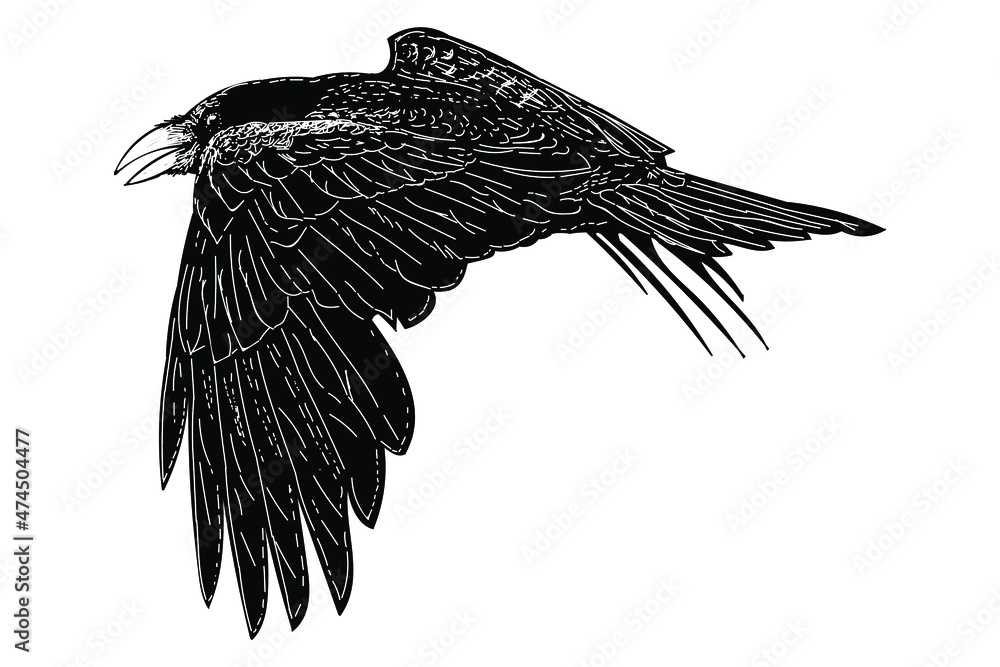 raven hand drawing vector illustration isolated on white background ...
