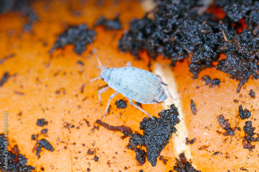 Root aphids are soil-borne pests of various plants, such as vegetables ...