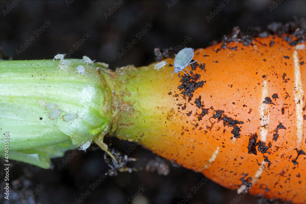 Root aphids are soil-borne pests of various plants, such as vegetables ...