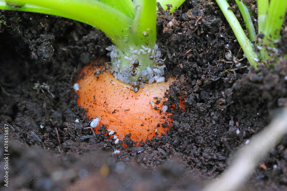 Root aphids are soil-borne pests of various plants, such as vegetables ...