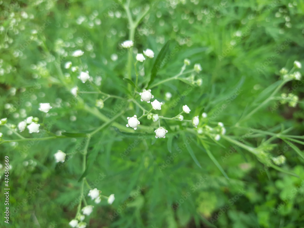 Parthenium hysterophorus flowers in wild, white color Parthenium ...