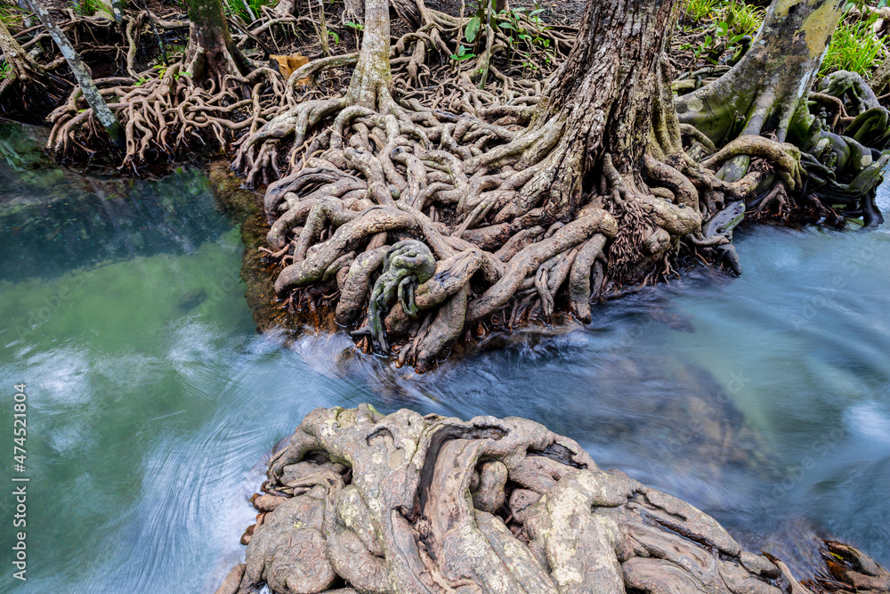 Tropical tree roots or Tha pom mangrove in swamp forest and flow water ...
