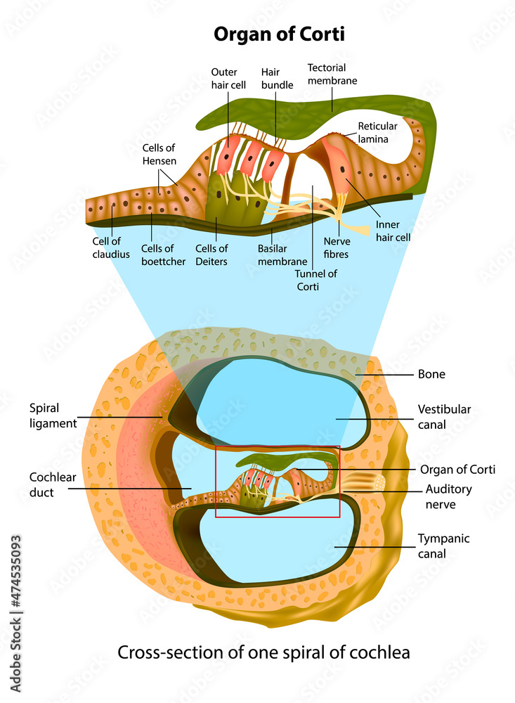 Anatomy of inner ear. Cross-section of one spiral of cochlea. Structure ...