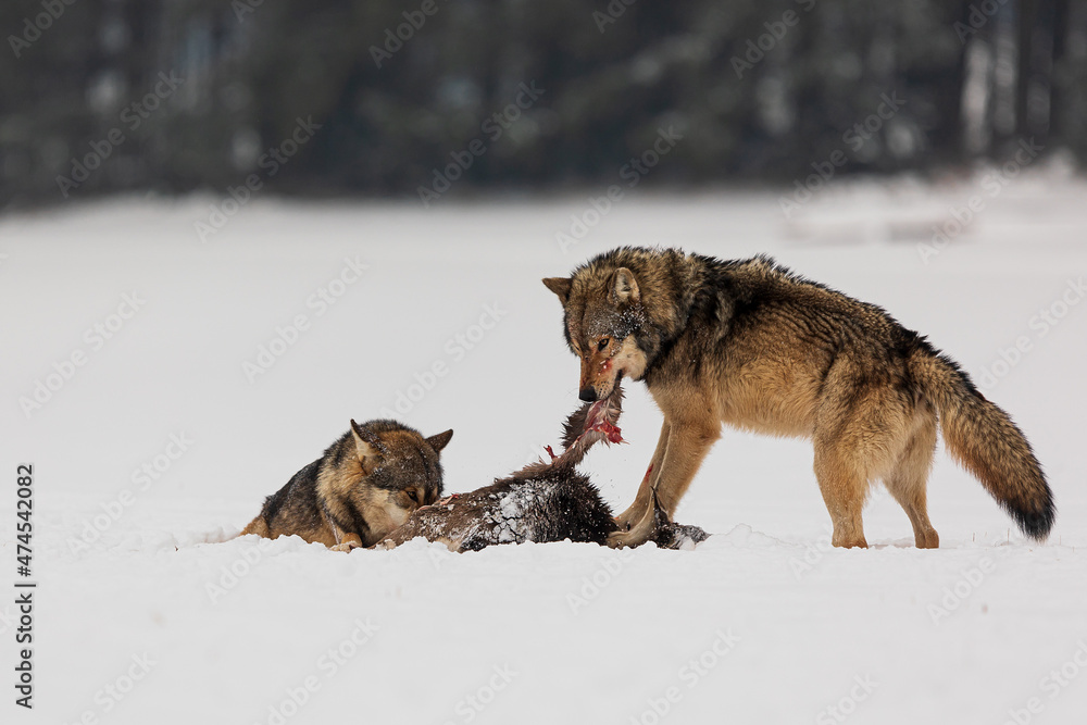gray wolf (Canis lupus) two wild males feasting on captured prey Stock ...