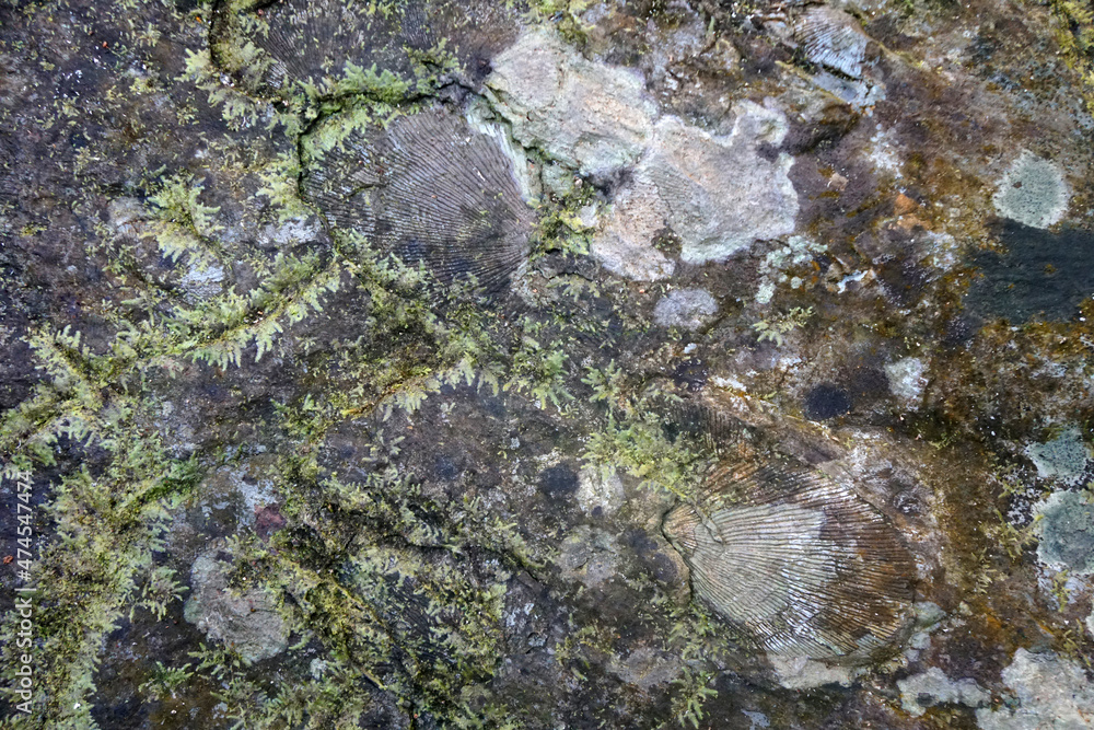 Texture of shell fossils in fine-grain gray sandstone rock. brachiopod ...