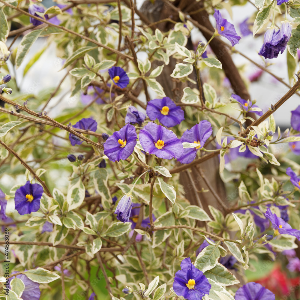 Arbre à gentiane Variegata' ou lycianthes rantonnetii, arbuste aux ...
