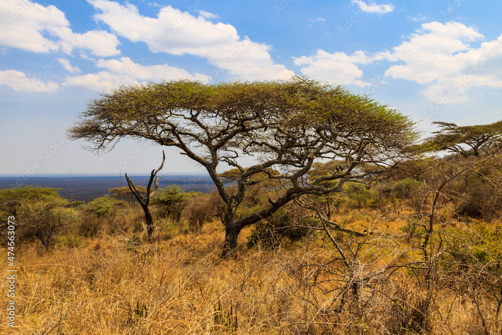 Acacia Tree In Africa