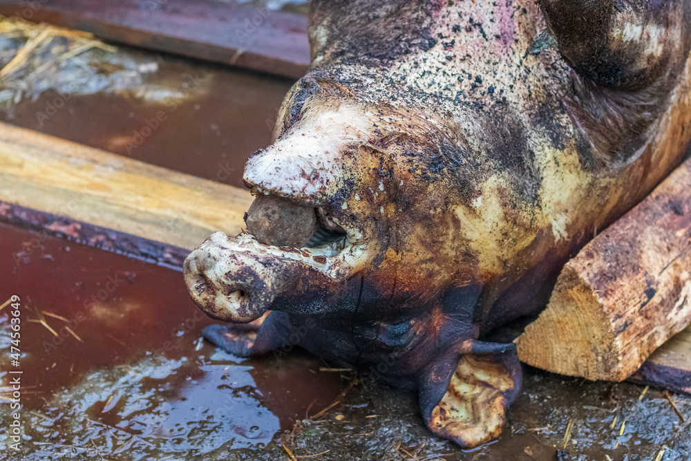 street lighting. carcass pig. slaughter has been carried out, the skin ...