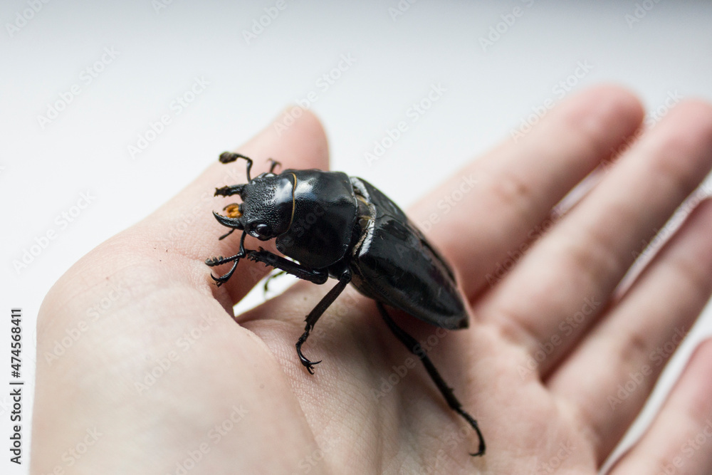 hornless female stag beetle. Lucanus cervus, the European stag beetle ...