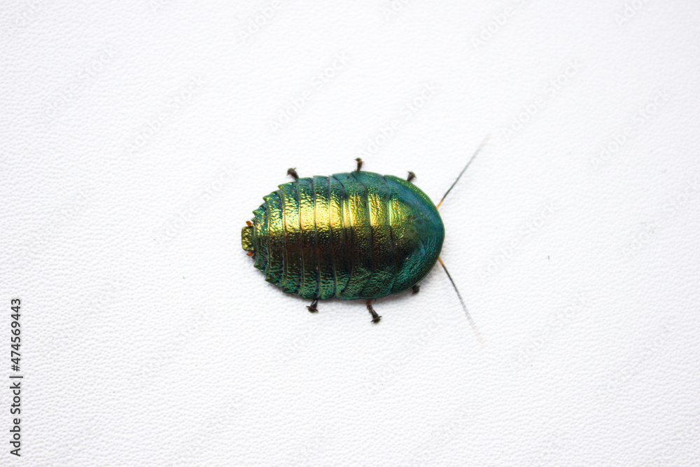 Corydidarum magnifica is definitely one of the most beautiful ...