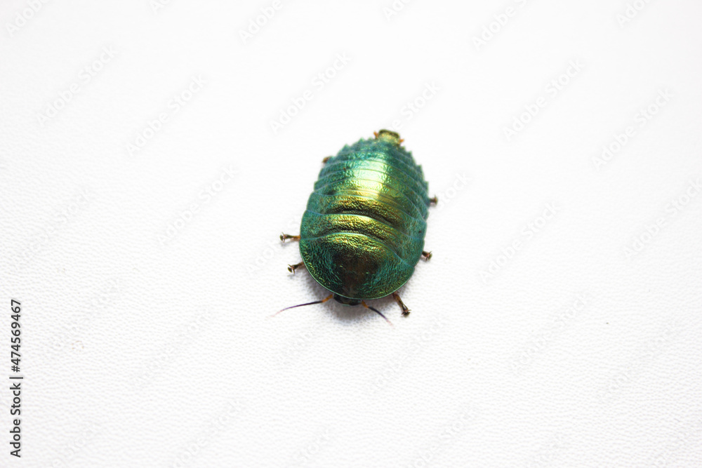 Corydidarum magnifica is definitely one of the most beautiful ...
