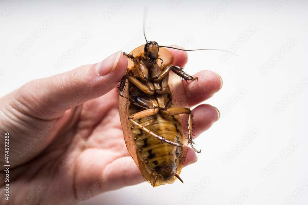 Archimandrita tesselata is one of the species of South American ...