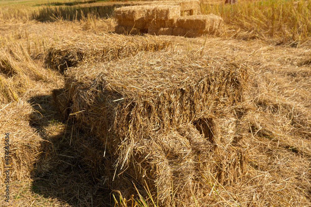 Reeds texture. Straw surface. Thatch pack canvas. Straw pack texture ...