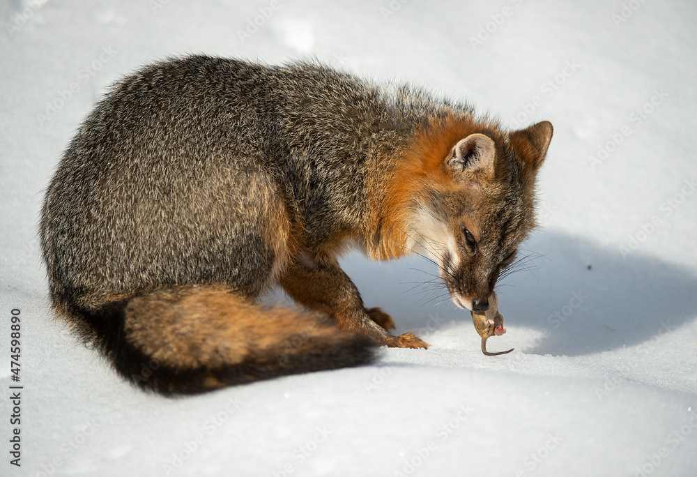 Cross Fox on the prowl ภาพถ่ายสต็อก | Adobe Stock