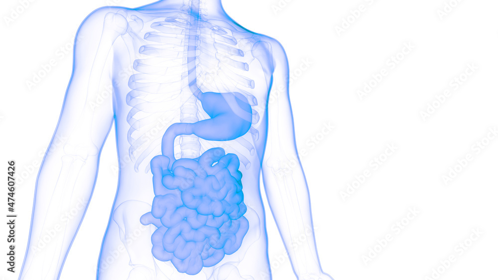 Human Digestive System Stomach with Small Intestine Anatomy Stock ...