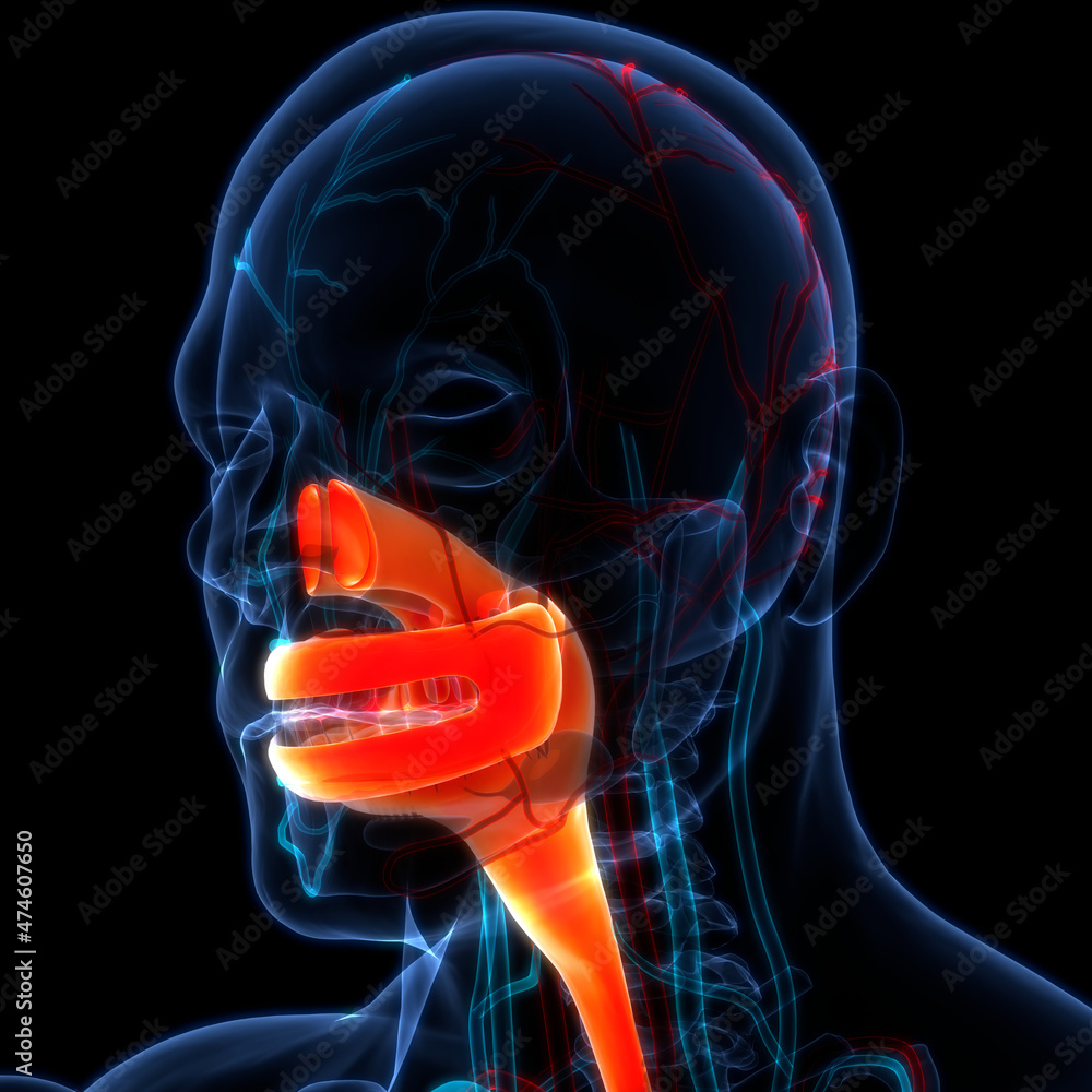 Human Digestive System Mouth Anatomy Stock Illustration | Adobe Stock