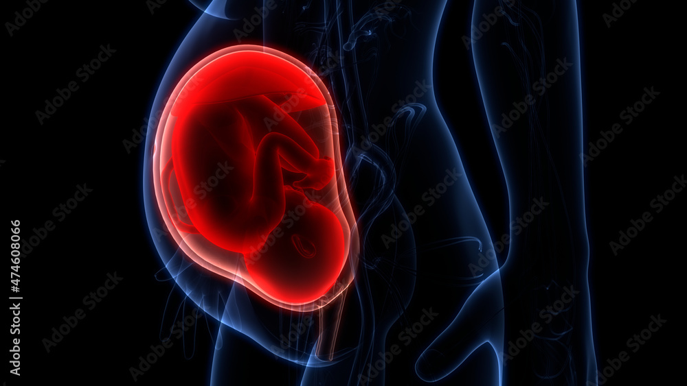 Human Fetus Baby in Womb Anatomy Stock Illustration | Adobe Stock