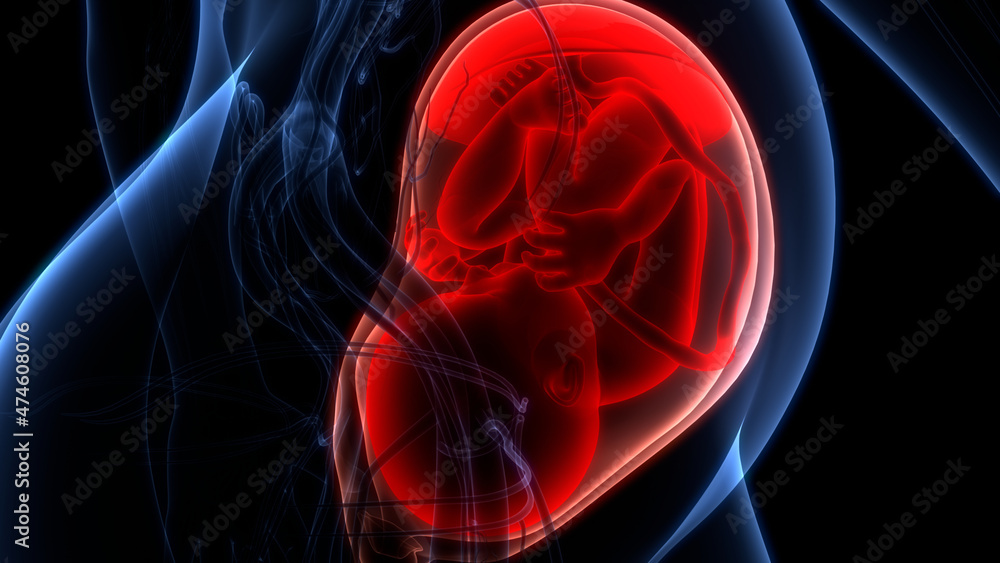Human Fetus Baby in Womb Anatomy Stock Illustration | Adobe Stock