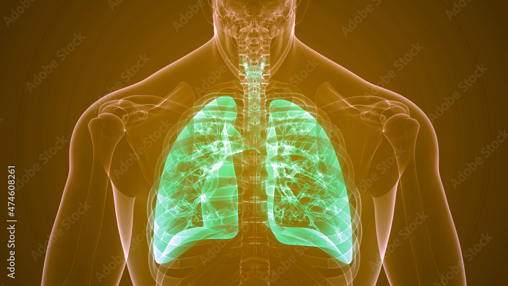 Human Respiratory System Lungs Anatomy Stock Illustration | Adobe Stock