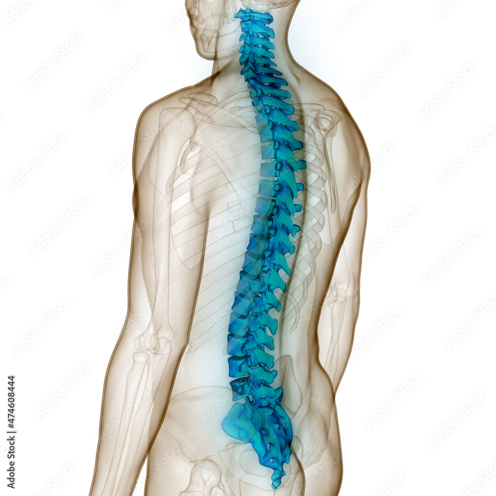 Spinal Cord Vertebral Column of Human Skeleton System Anatomy Stock ...