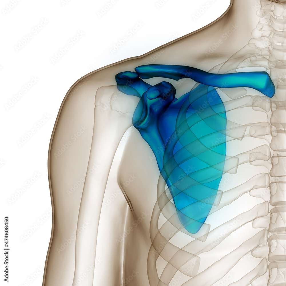 Human Skeleton System Pectoral (Shoulder) Girdle Bone Joints Anatomy ...