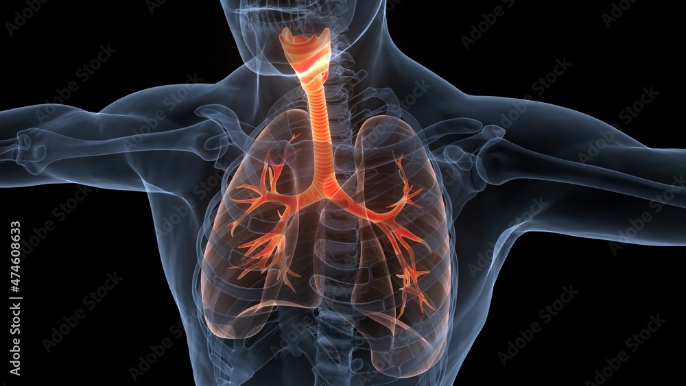 Human Respiratory System Lungs Anatomy Stock Illustration | Adobe Stock