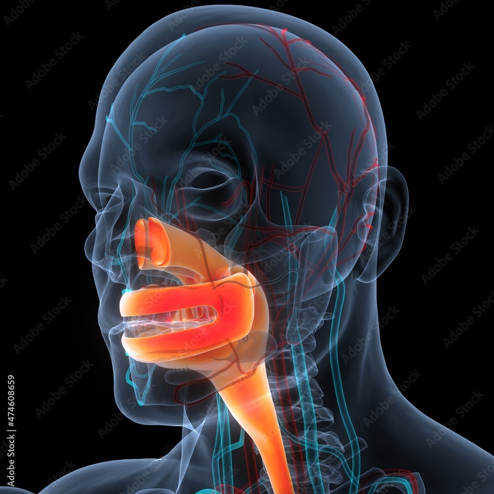 Human Digestive System Mouth Anatomy Stock Illustration | Adobe Stock