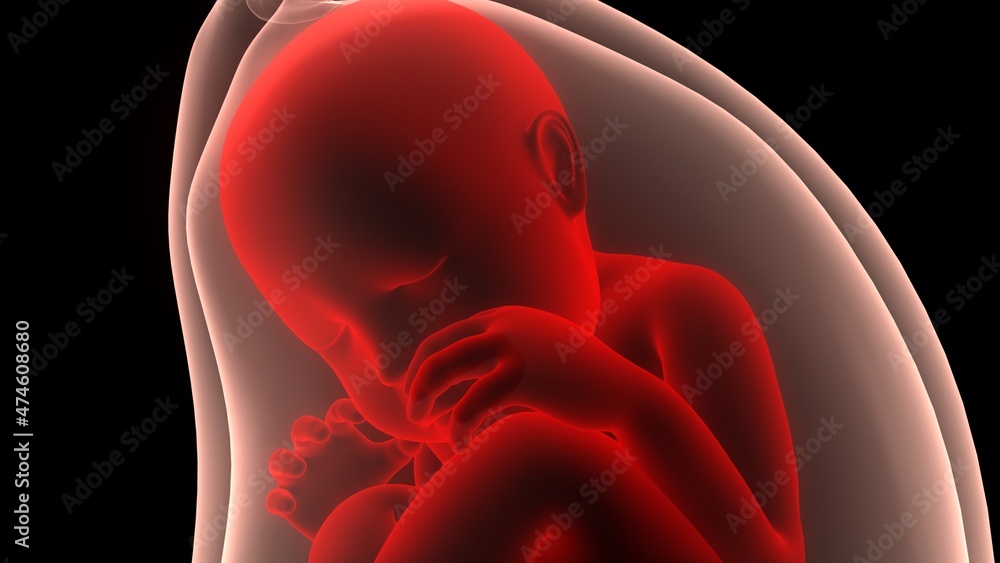 Human Fetus Baby in Womb Anatomy Stock Illustration | Adobe Stock