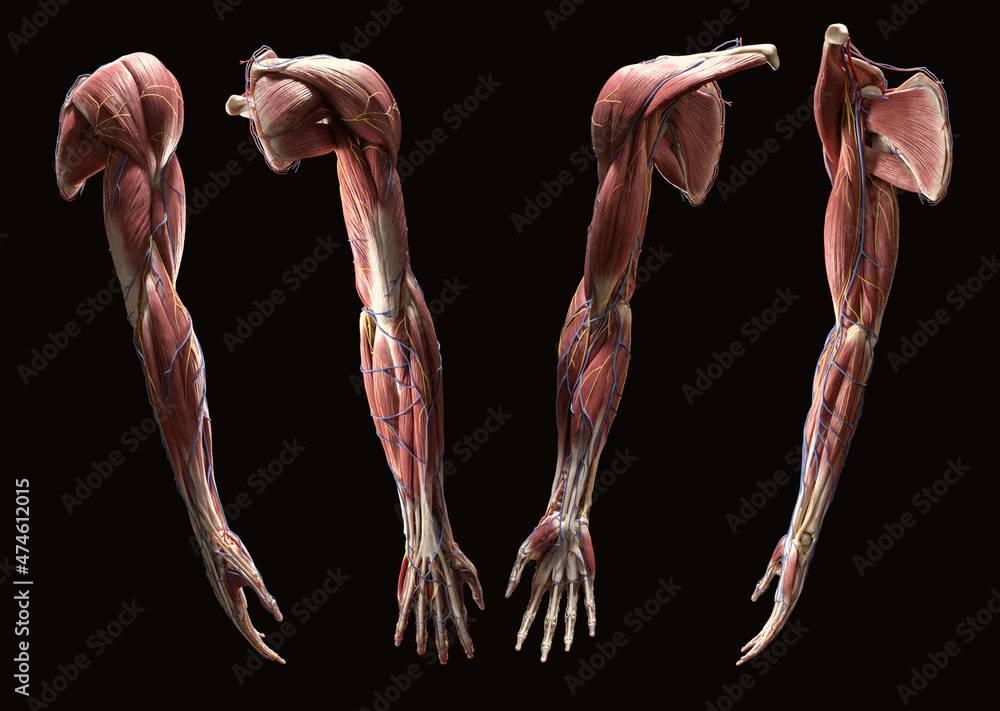 Complete Upper Extremity Muscular Anatomy Stock Illustration | Adobe Stock