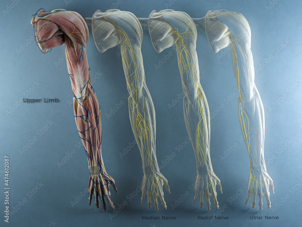 Full Upper Extremity Nerve Distribution Sectioned by Major Nerve w ...