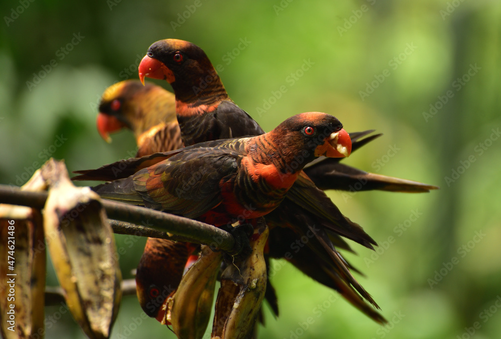 Pseudeos fuscata, The dusky lory is a species of parrot in the family ...