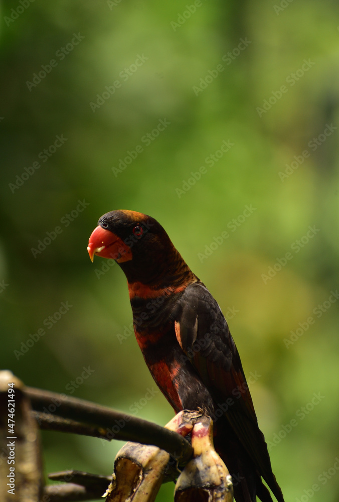 Pseudeos fuscata, The dusky lory is a species of parrot in the family ...