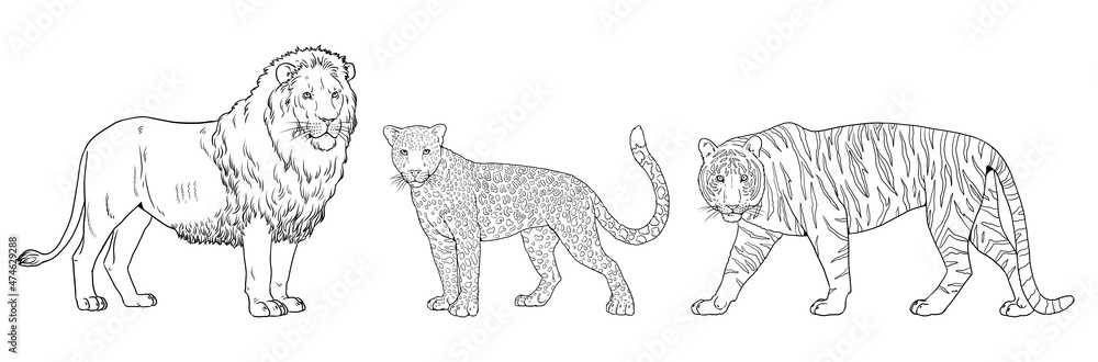 Lion, tiger and leopard illustration. Big cats for coloring book. Stock ...