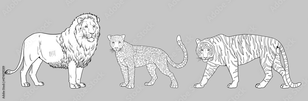 Lion, tiger and leopard illustration. Big cats for coloring book. Stock ...