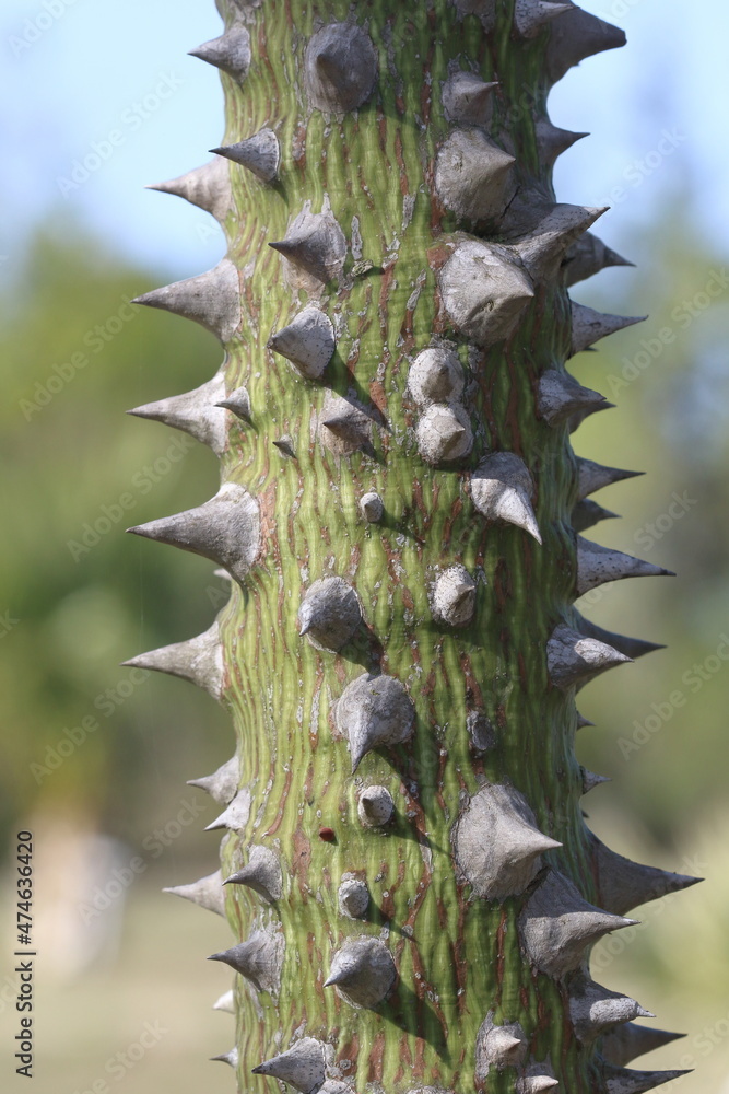Ceiba speciosa, the floss silk tree (formerly Chorisia speciosa), is a ...