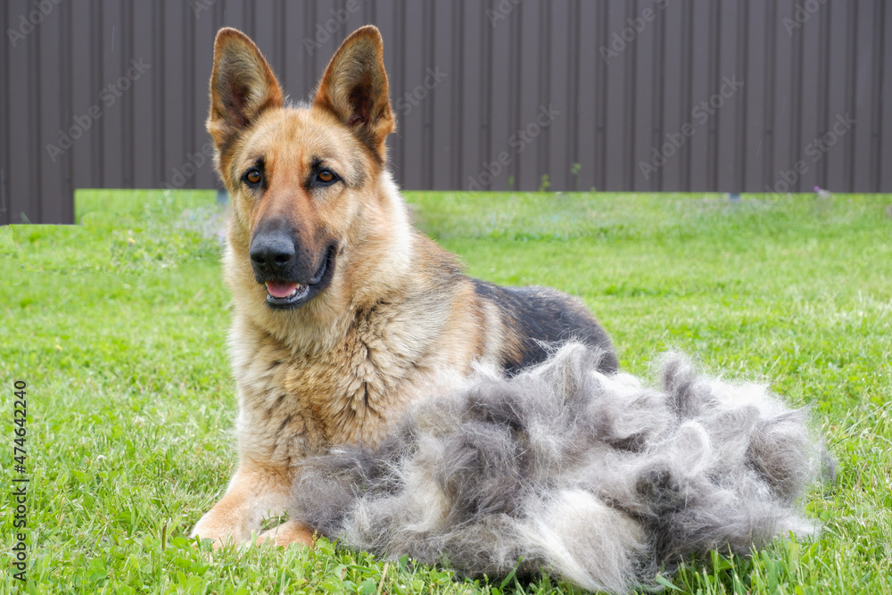 Long Coat German Shepherd Grooming