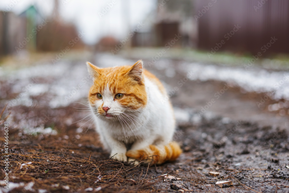 sad cat sitting on wet ground in cold weather Stock-Foto | Adobe Stock