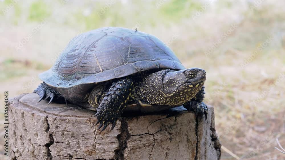 European Pond Turtle Sits on a Tree Stump in Forest. Large turtle pokes ...
