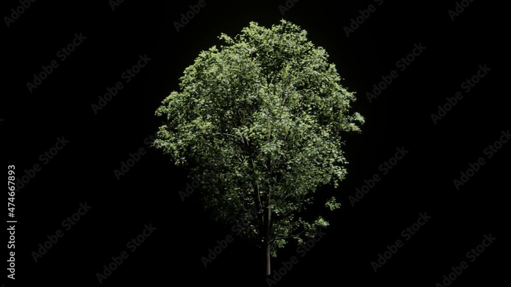 Vidéo Stock Animated tree, 3D animation, black background 4K | Adobe Stock