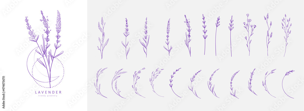 Set of Lavender logo and branch. Hand drawn wedding herb, plant and ...