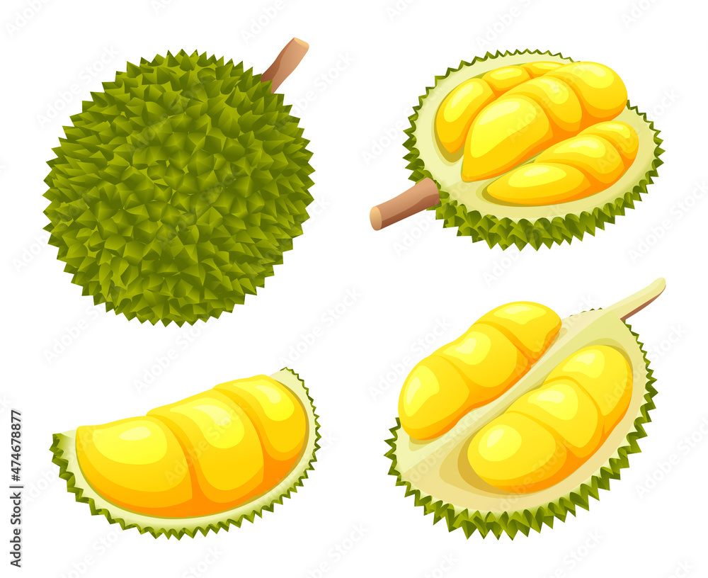 Set of fresh whole and half cut durian illustration isolated on white ...