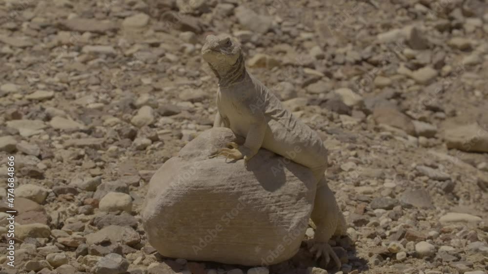 Egyptian spiny-tailed lizard (Uromastyx aegyptia) Standing on a rock ...