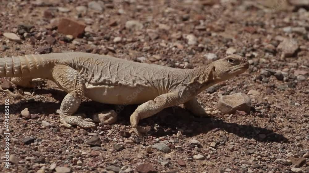 Egyptian spiny-tailed lizard (Uromastyx aegyptia) Standing on a rock ...